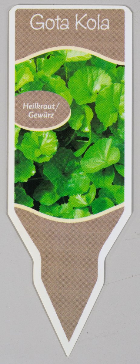 Indischer Wassernabel - Centella asiatica | jetzt günstig online kaufen ...