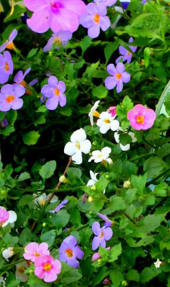 Schneeflockenblume Bacopa - Sutera diffusus günstig kaufen