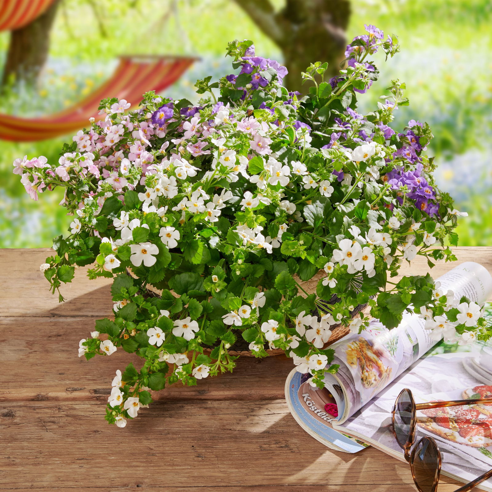 Schneeflockenblume Bacopa - Sutera diffusus günstig kaufen