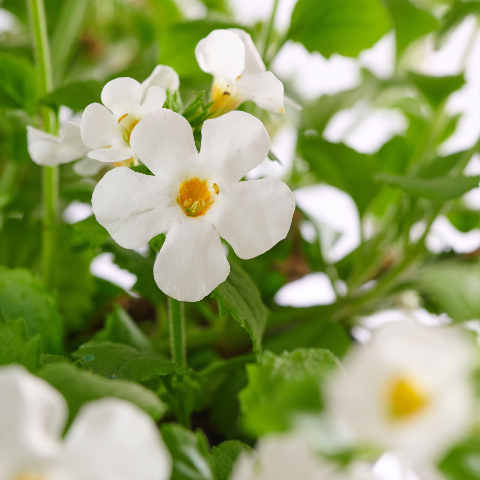 Schneeflockenblume Bacopa - Sutera diffusus günstig kaufen