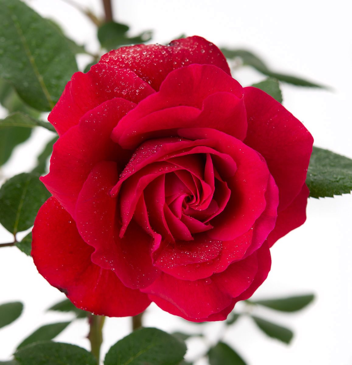 Rosa Katherine Renaissance - Rose Katherine Renaissance | jetzt günstig ...