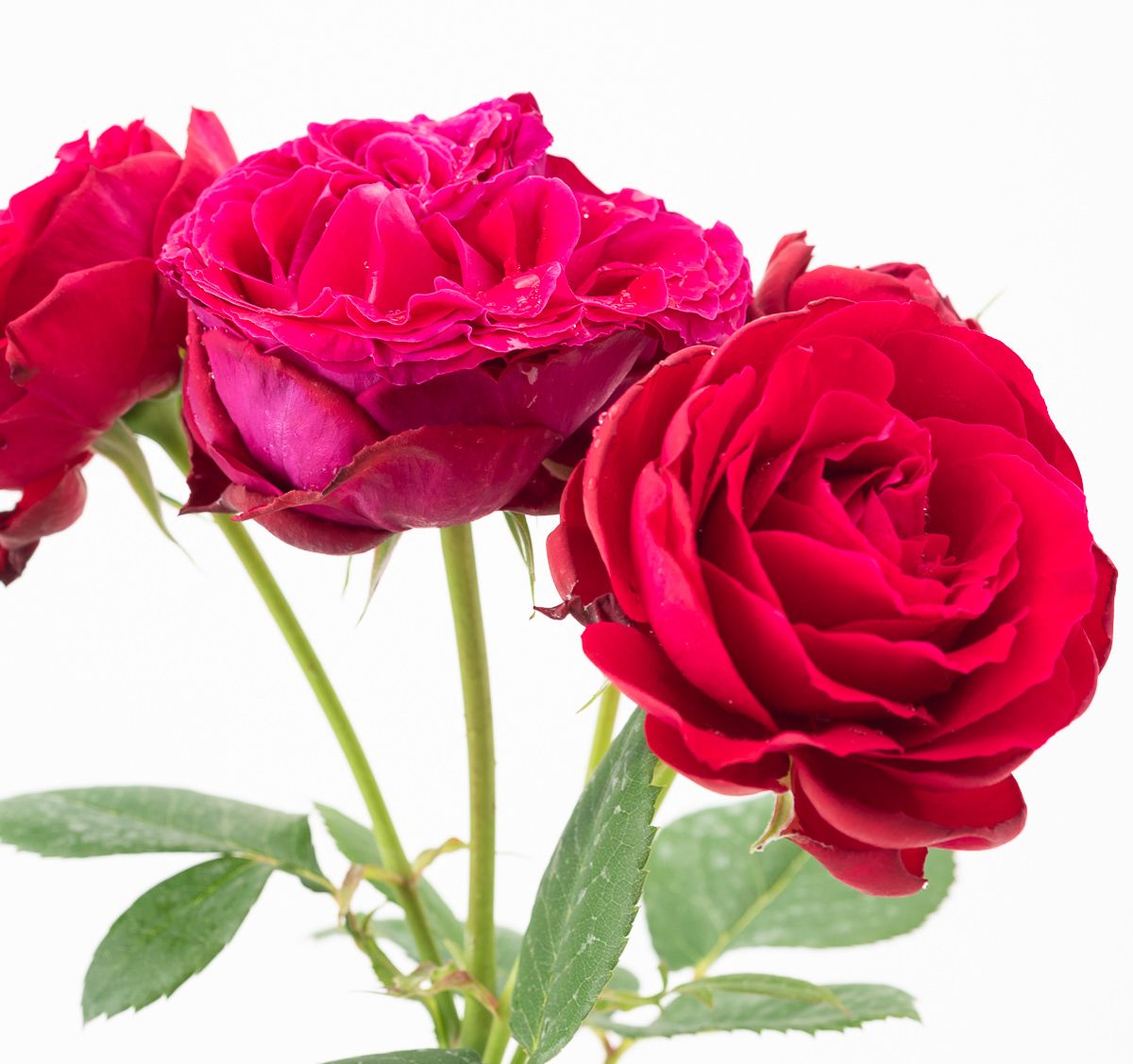 Rosa Katherine Renaissance - Rose Katherine Renaissance | jetzt günstig ...