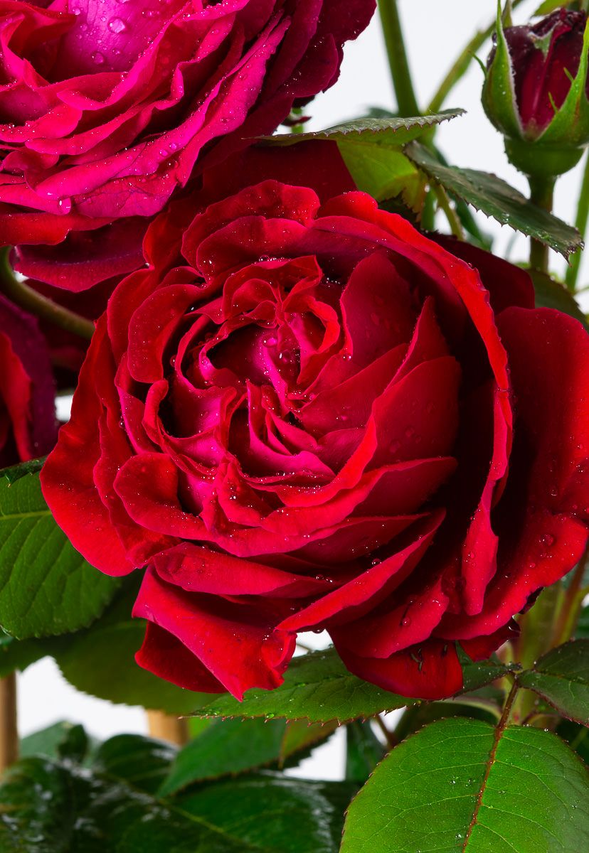 Rosa Katherine Renaissance - Rose Katherine Renaissance | jetzt günstig ...