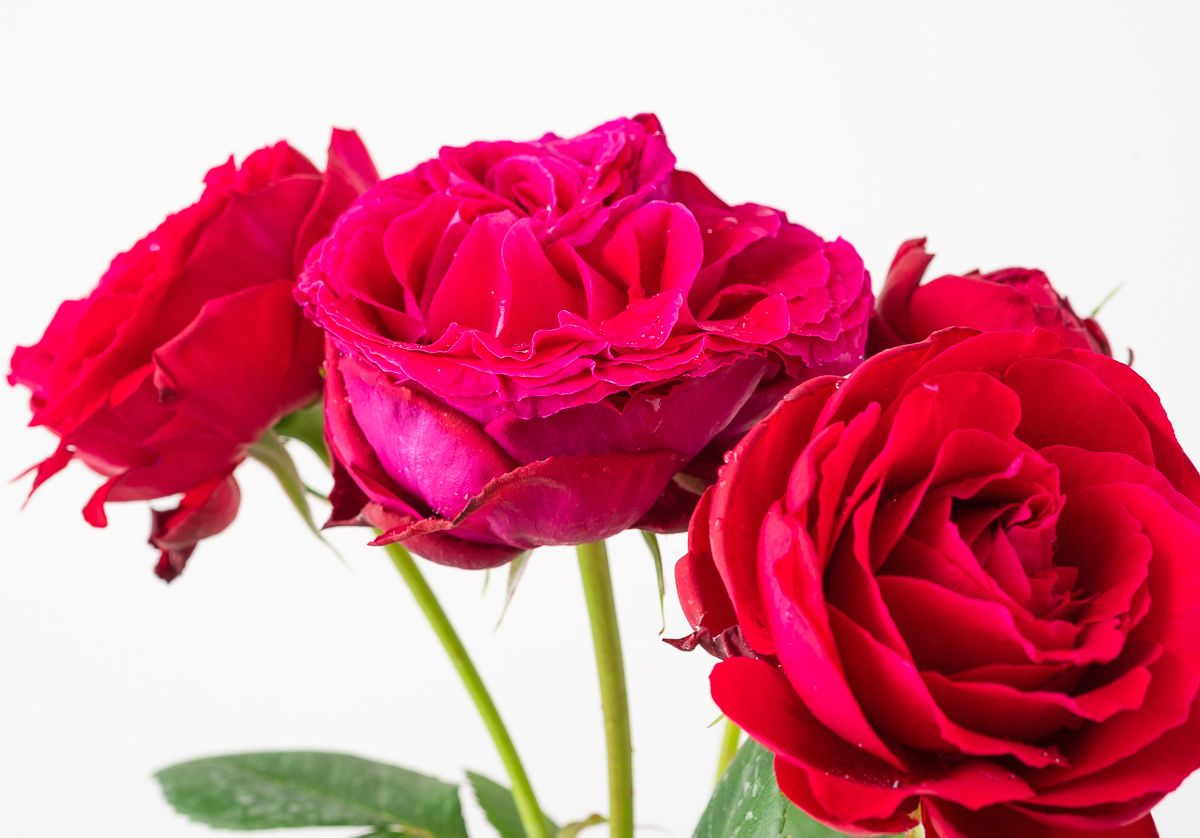 Rosa Katherine Renaissance - Rose Katherine Renaissance | jetzt günstig ...