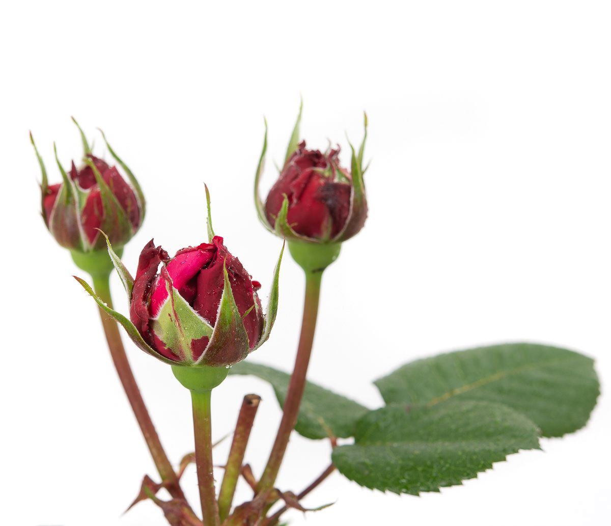 Rosa Katherine Renaissance - Rose Katherine Renaissance | jetzt günstig ...