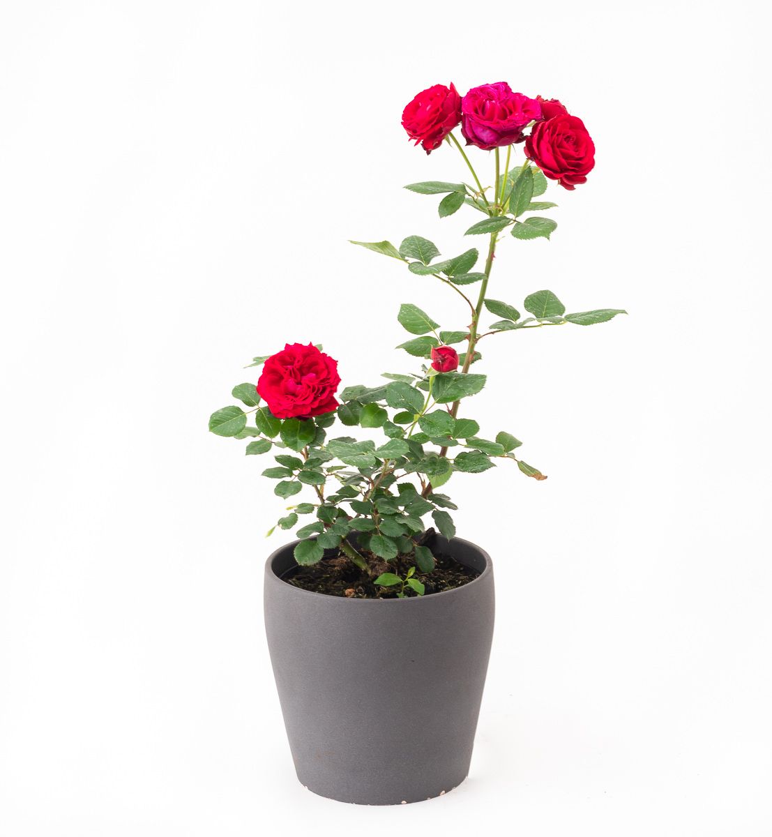 Rosa Katherine Renaissance - Rose Katherine Renaissance | jetzt günstig ...