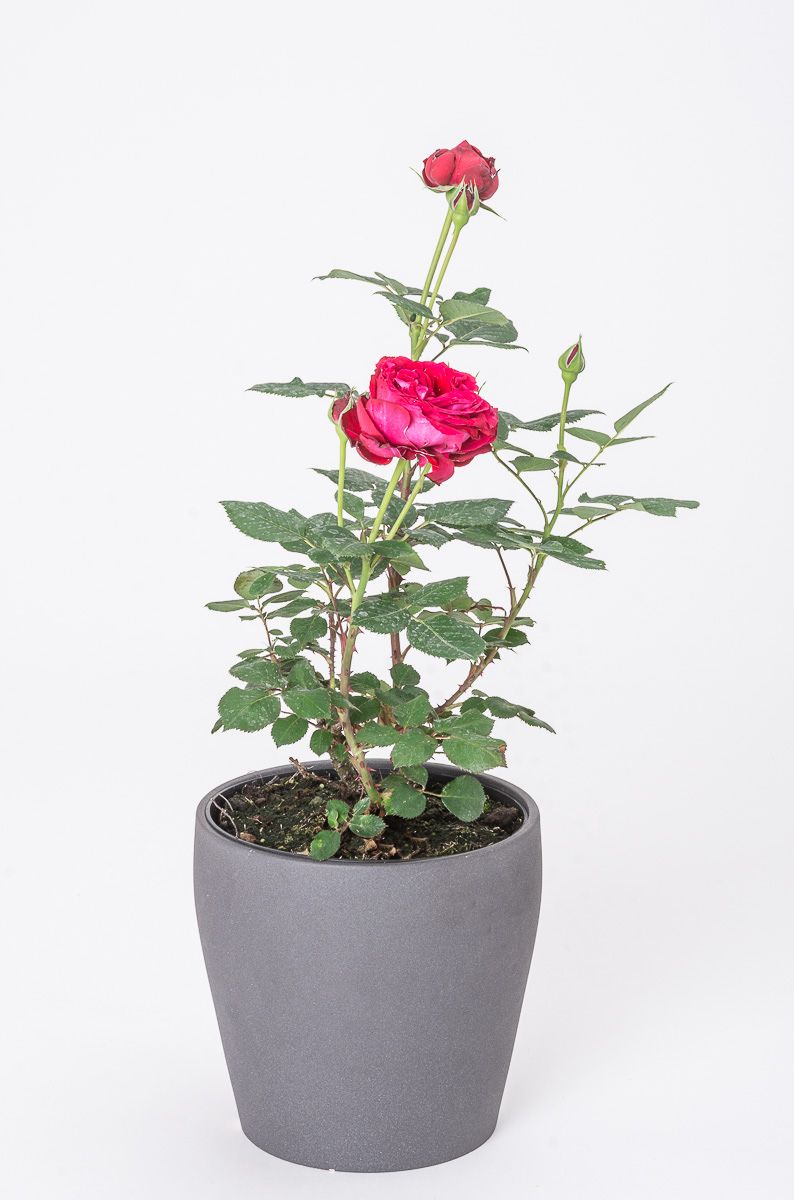 Rosa Katherine Renaissance - Rose Katherine Renaissance | jetzt günstig ...