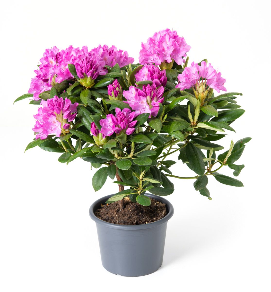 Rhododendron English Roseum - Rhododendron hybrid English Roseum ...