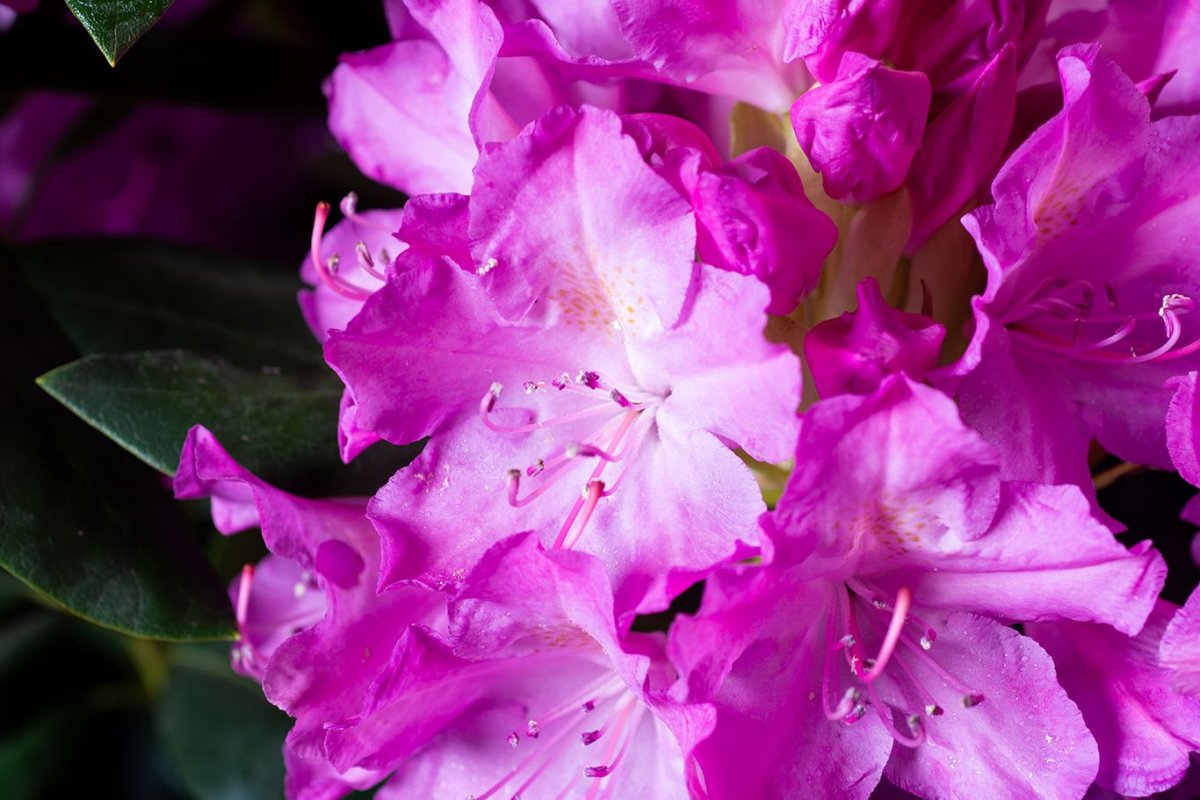 Rhododendron English Roseum - Rhododendron hybrid English Roseum ...