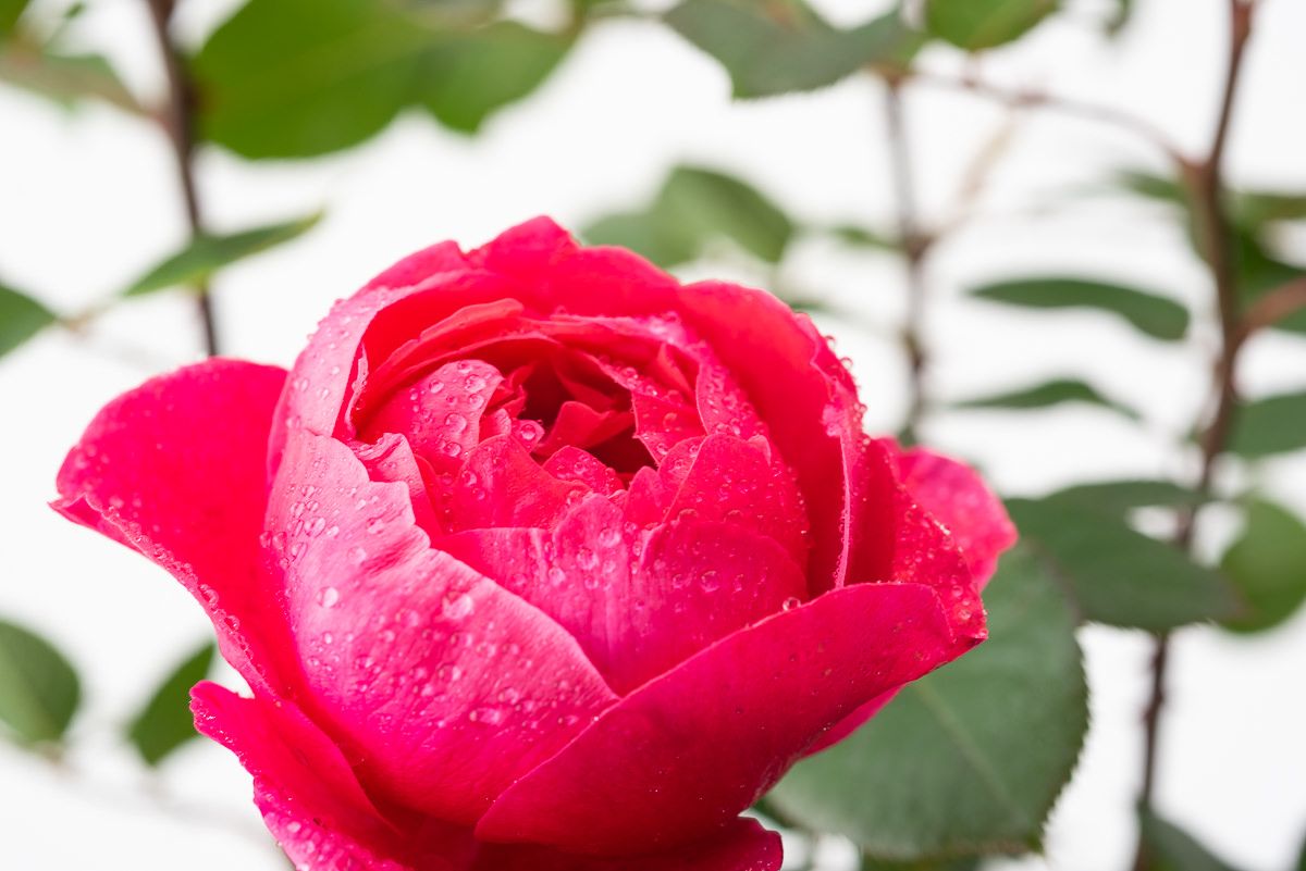 Rose Gartenprinzessin Marie-José - Rosa Gartenprinzessin Marie-José ...