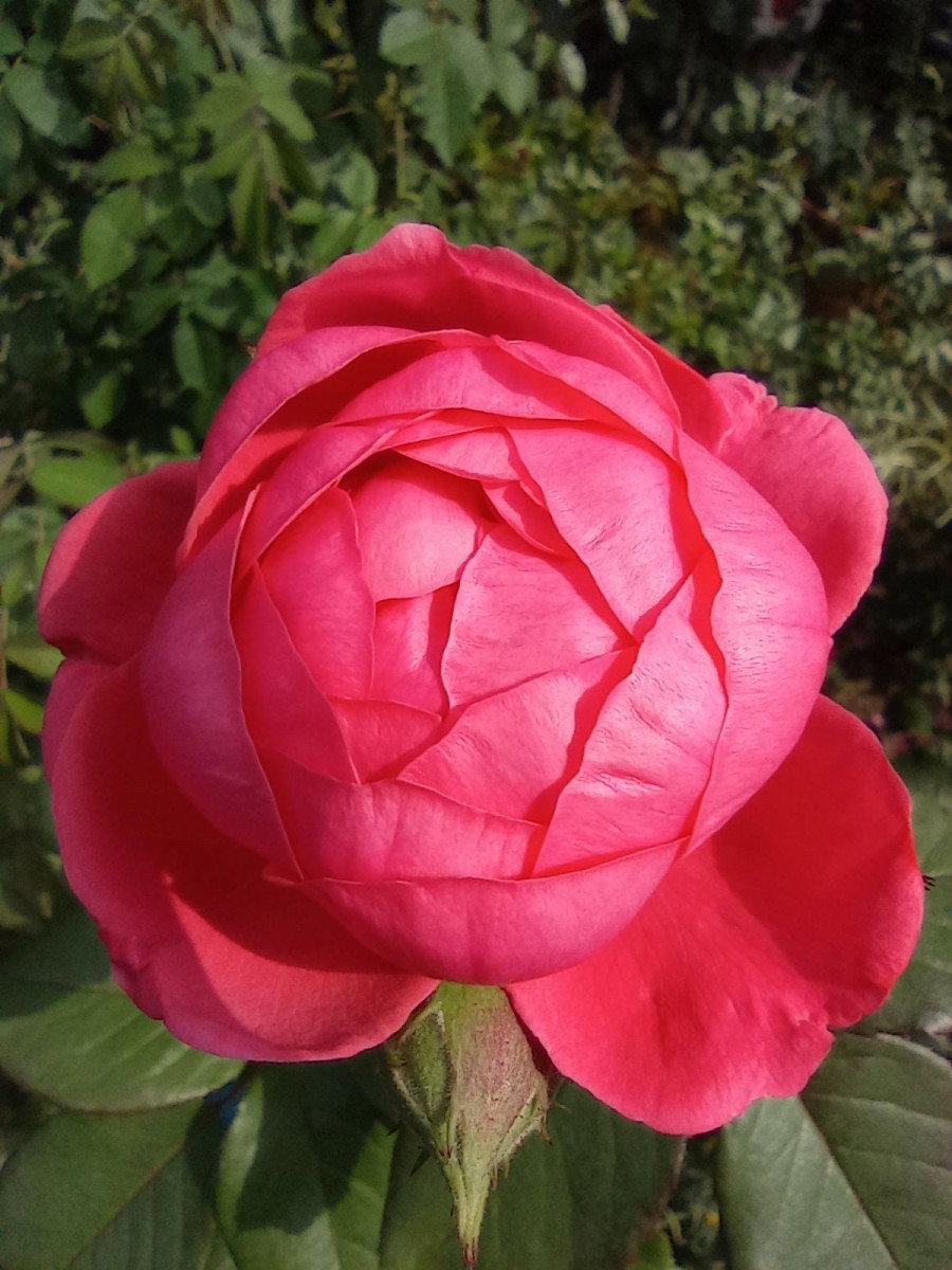 Rose Gartenprinzessin Marie-José - Rosa Gartenprinzessin Marie-José ...