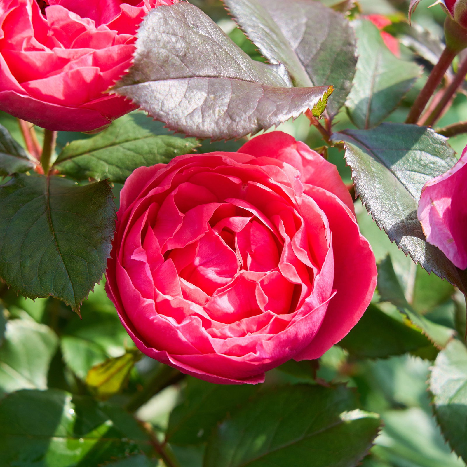 Rose Gartenprinzessin Marie-José - Rosa Gartenprinzessin Marie-José ...