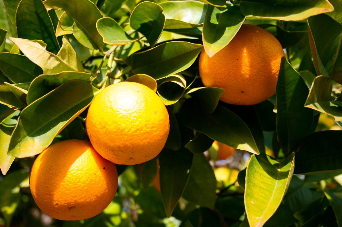 Rote Zitrone - Citrus limon Rosso günstig kaufen