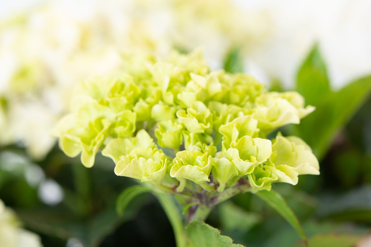 Bauernhortensie Caipirinha - Hydrangea macrophylla Caipirinha günstig ...