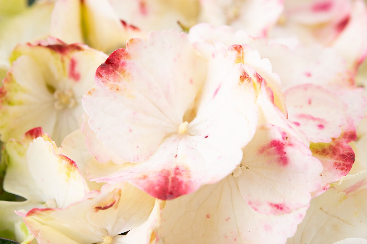 Bauernhortensie Caipirinha - Hydrangea macrophylla Caipirinha günstig ...