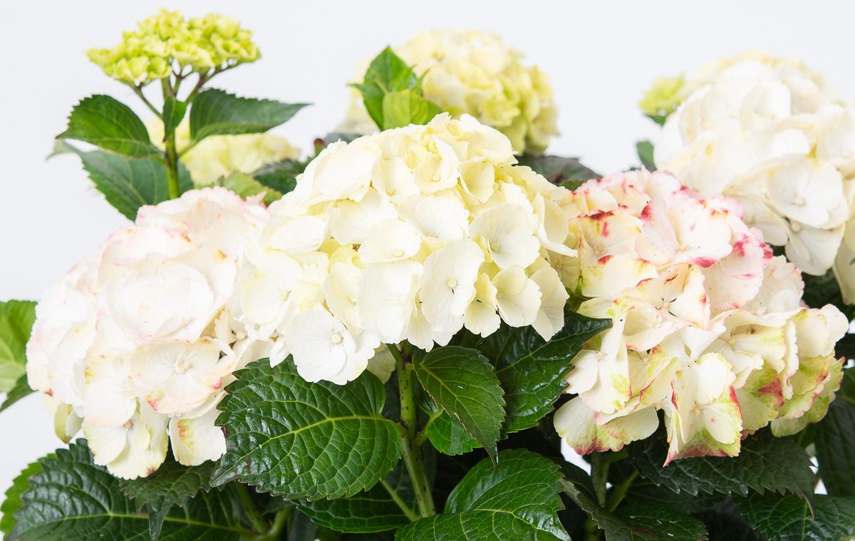 Bauernhortensie Caipirinha - Hydrangea macrophylla Caipirinha günstig ...
