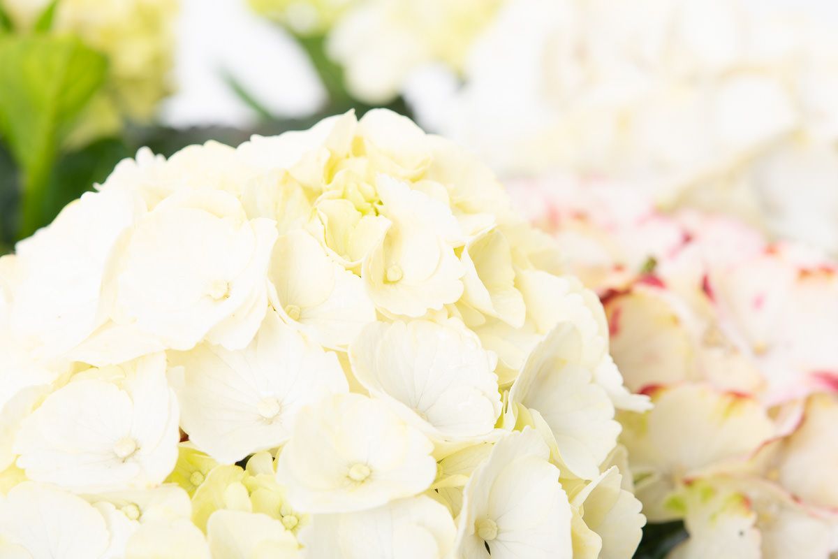 Bauernhortensie Caipirinha - Hydrangea macrophylla Caipirinha günstig ...