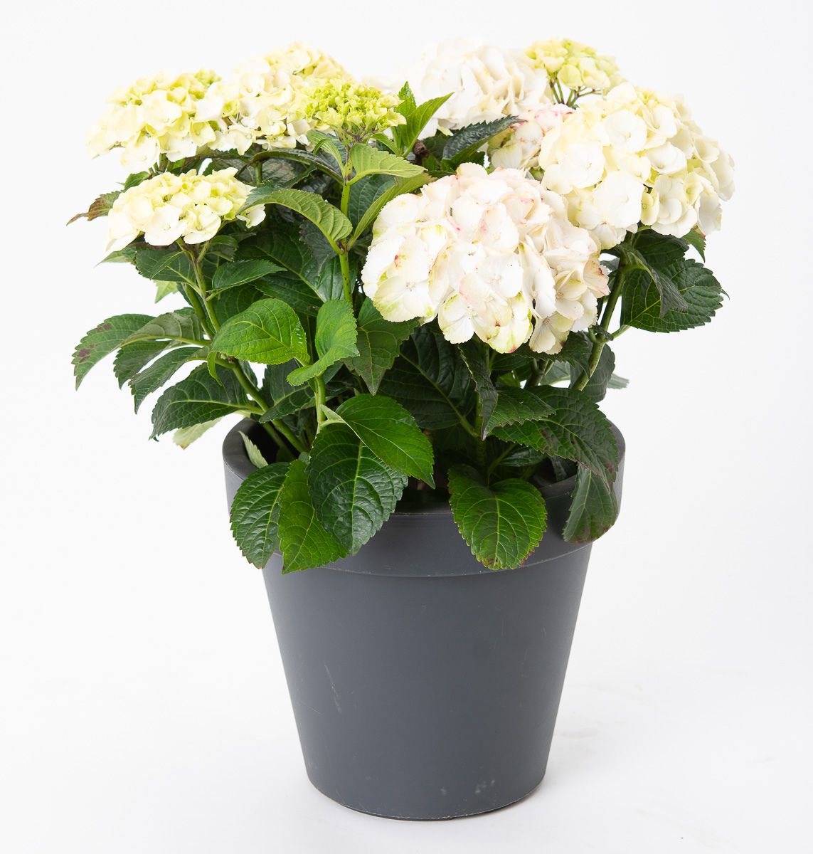 Bauernhortensie Caipirinha - Hydrangea macrophylla Caipirinha günstig ...