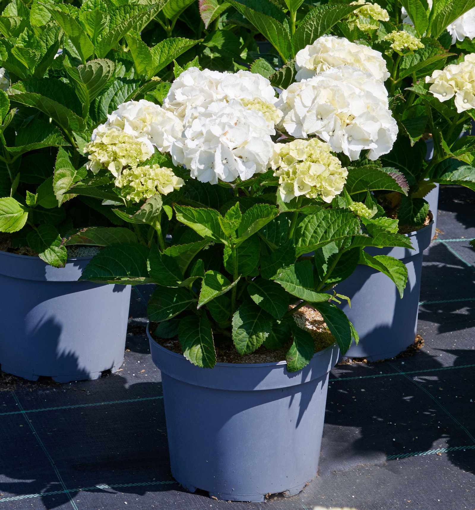 Bauernhortensie Caipirinha - Hydrangea macrophylla Caipirinha günstig ...