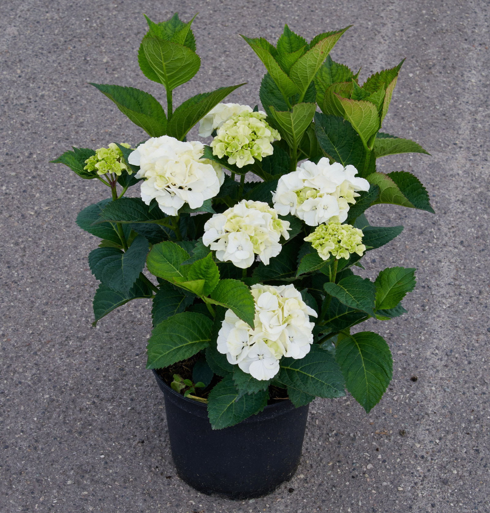Bauernhortensie Caipirinha - Hydrangea macrophylla Caipirinha günstig ...