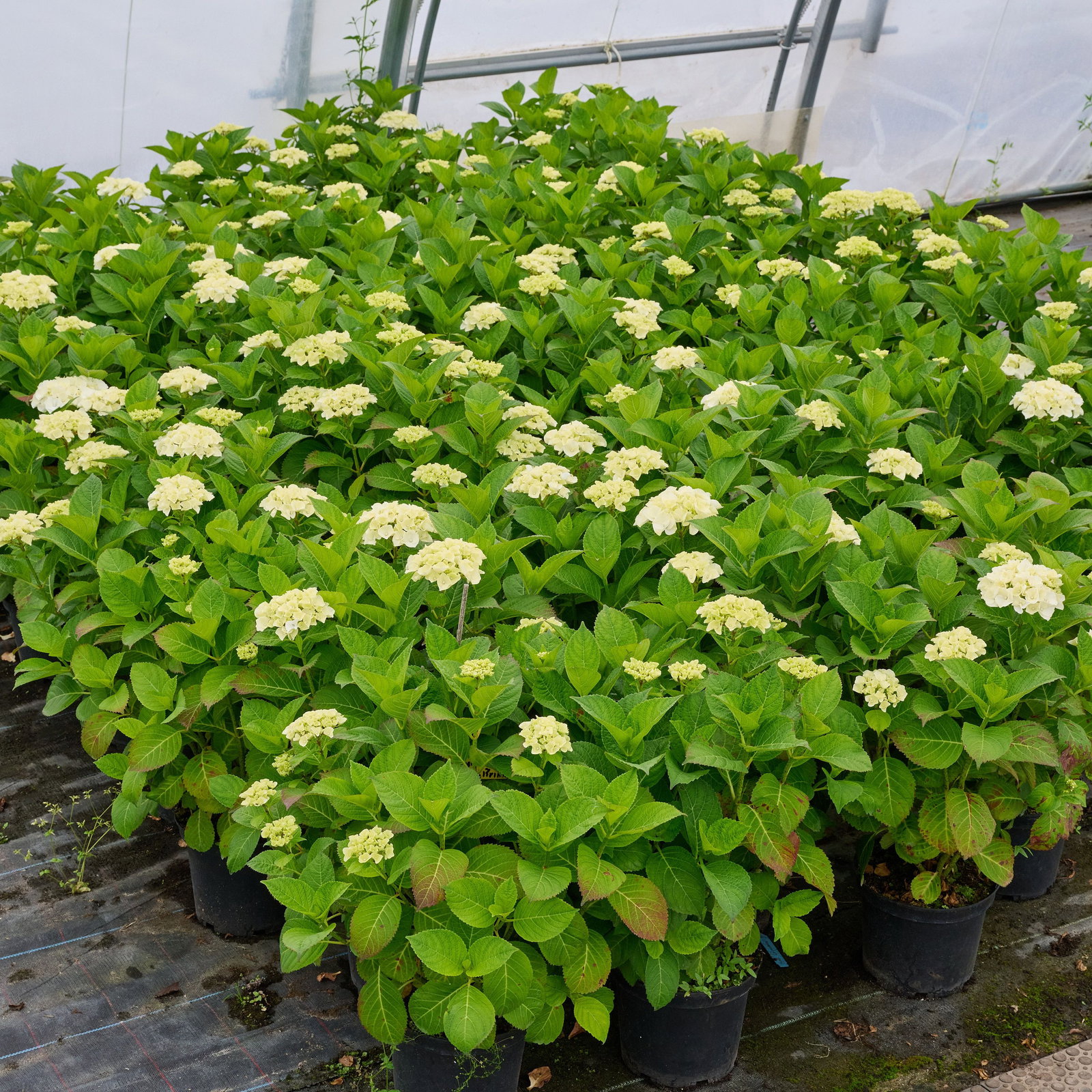Bauernhortensie Caipirinha - Hydrangea macrophylla Caipirinha günstig ...