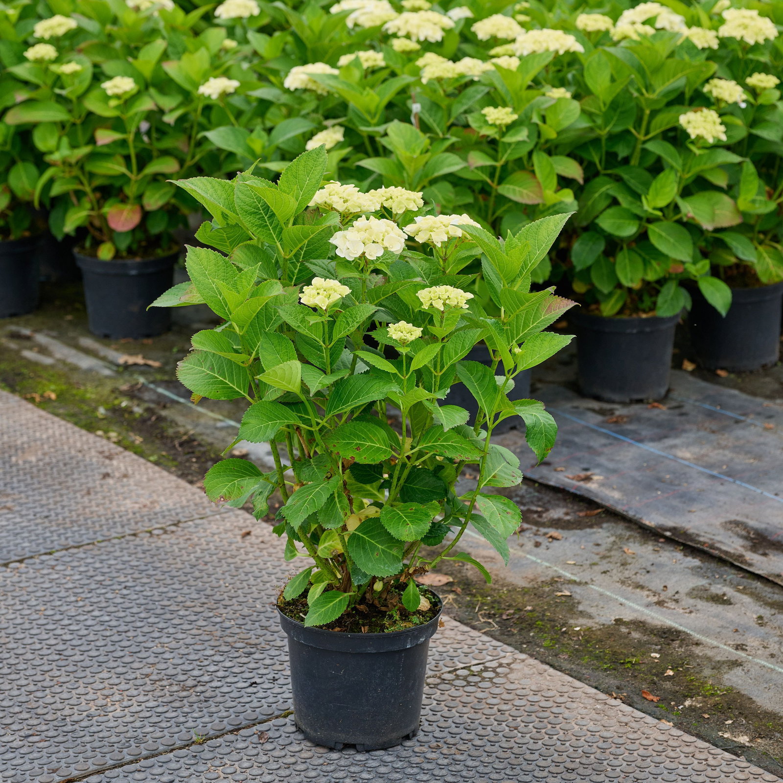 Bauernhortensie Caipirinha - Hydrangea macrophylla Caipirinha günstig ...