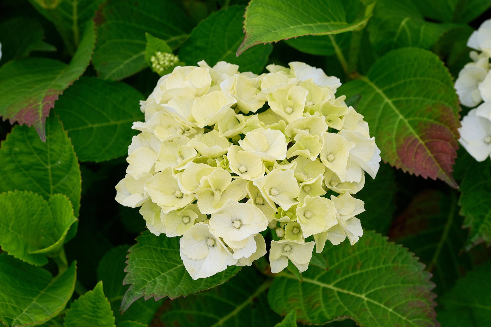 Bauernhortensie Caipirinha - Hydrangea macrophylla Caipirinha günstig ...