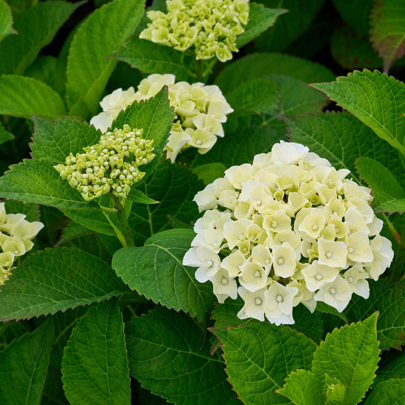 Bauernhortensie Caipirinha - Hydrangea macrophylla Caipirinha günstig ...