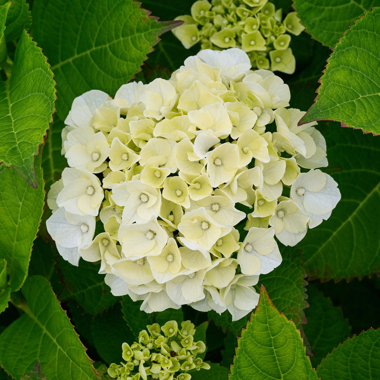 Bauernhortensie Caipirinha - Hydrangea macrophylla Caipirinha günstig ...