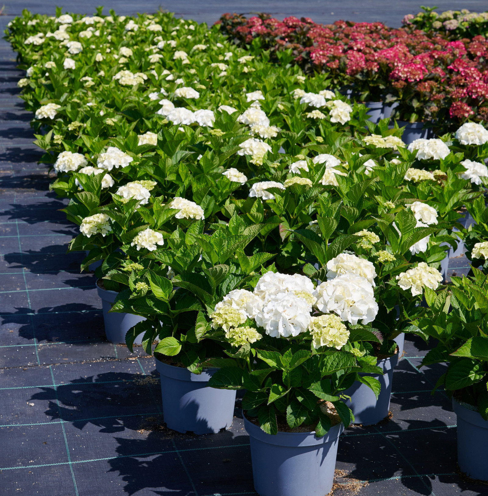Bauernhortensie Caipirinha - Hydrangea macrophylla Caipirinha günstig ...