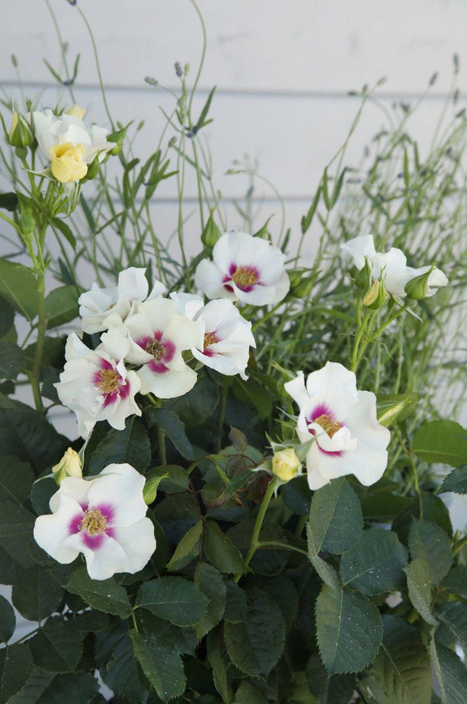 Rose SEE YOU® - Rosa SEE YOU® in Purple günstig kaufen