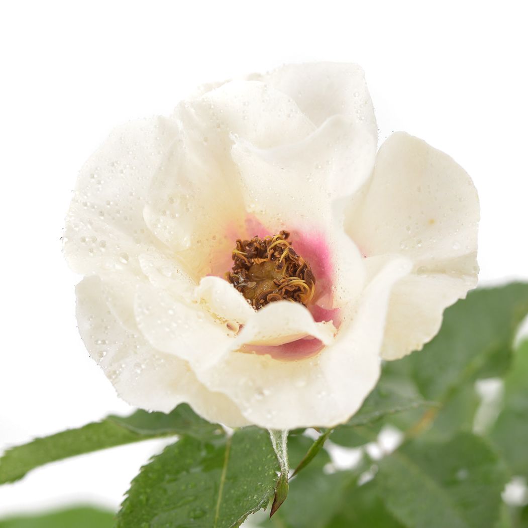 Rose SEE YOU® - Rosa SEE YOU® in Purple günstig kaufen