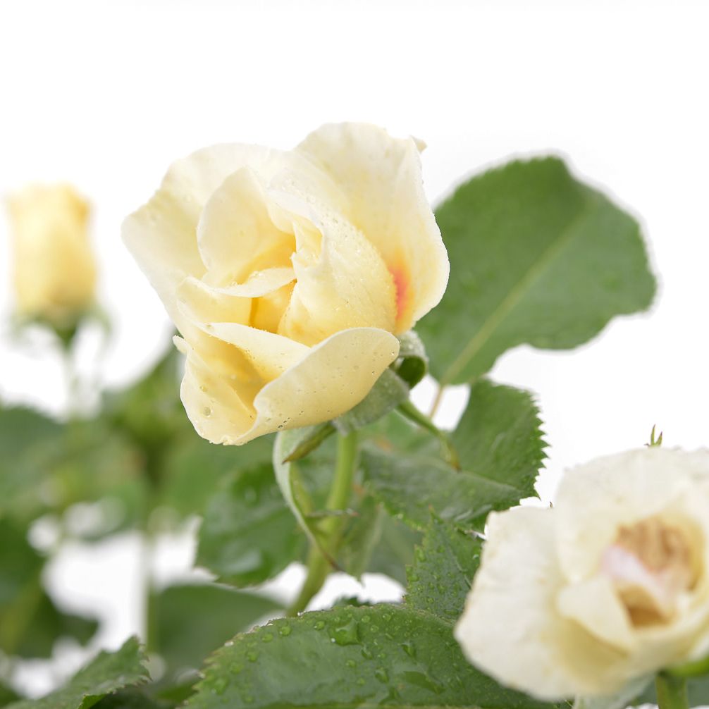 Rose SEE YOU® - Rosa SEE YOU® in Purple günstig kaufen