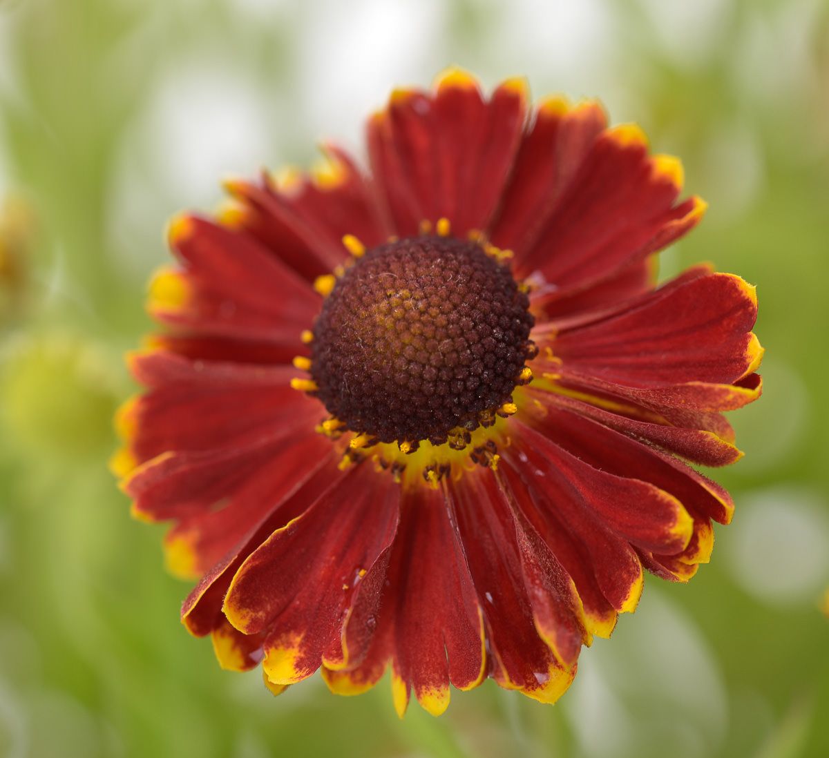 Sonnenbraut Bandera - Helenium cultorum Bandera günstig kaufen