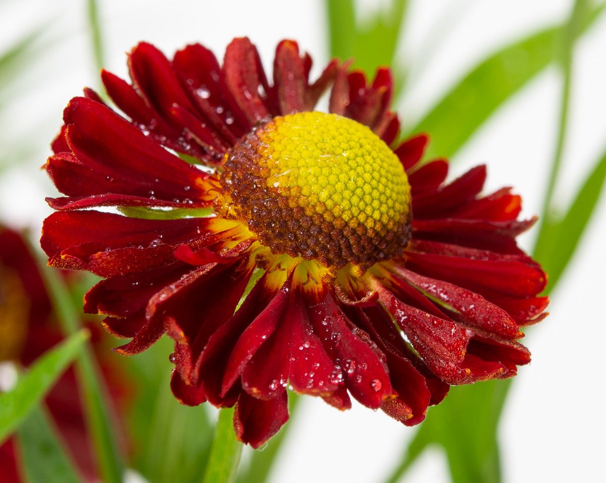 Sonnenbraut Ranchera - Helenium cultorum Ranchera günstig kaufen