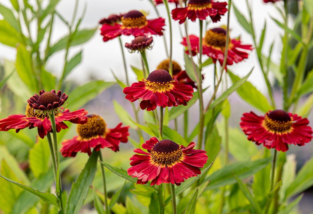 Sonnenbraut Ranchera - Helenium cultorum Ranchera günstig kaufen