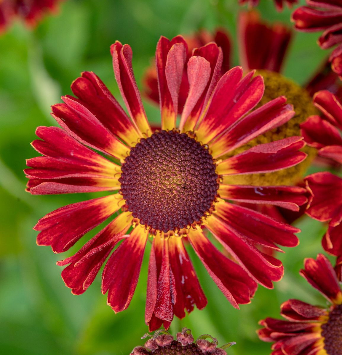 Sonnenbraut Ranchera - Helenium cultorum Ranchera günstig kaufen