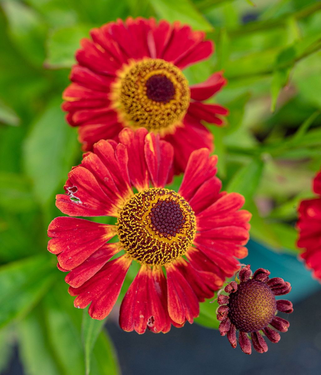 Sonnenbraut Ranchera - Helenium cultorum Ranchera günstig kaufen