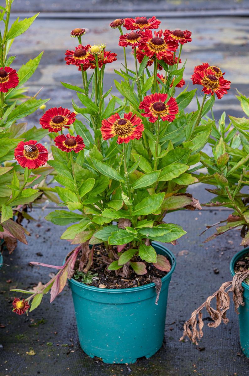 Sonnenbraut Ranchera - Helenium cultorum Ranchera günstig kaufen
