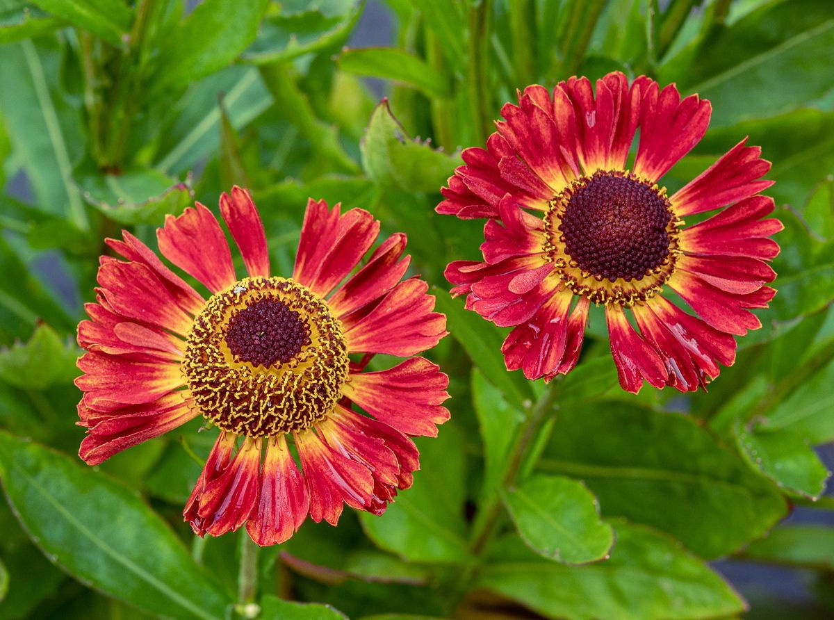 Sonnenbraut Ranchera - Helenium cultorum Ranchera günstig kaufen
