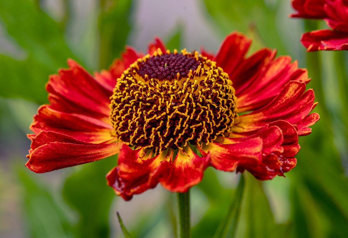 Sonnenbraut Ranchera - Helenium cultorum Ranchera günstig kaufen