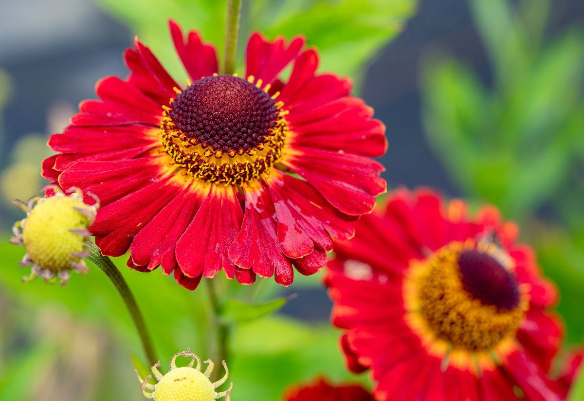 Sonnenbraut Ranchera - Helenium cultorum Ranchera günstig kaufen