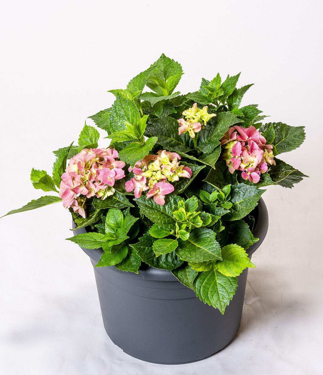 Ballhortensie Early Pink - Hydrangea macrophylla Early Pink günstig kaufen