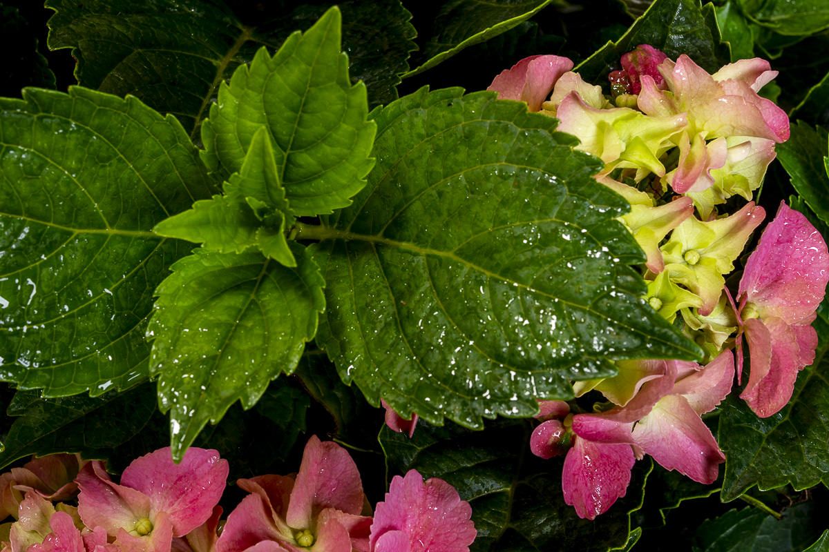 Ballhortensie Early Pink - Hydrangea macrophylla Early Pink günstig kaufen