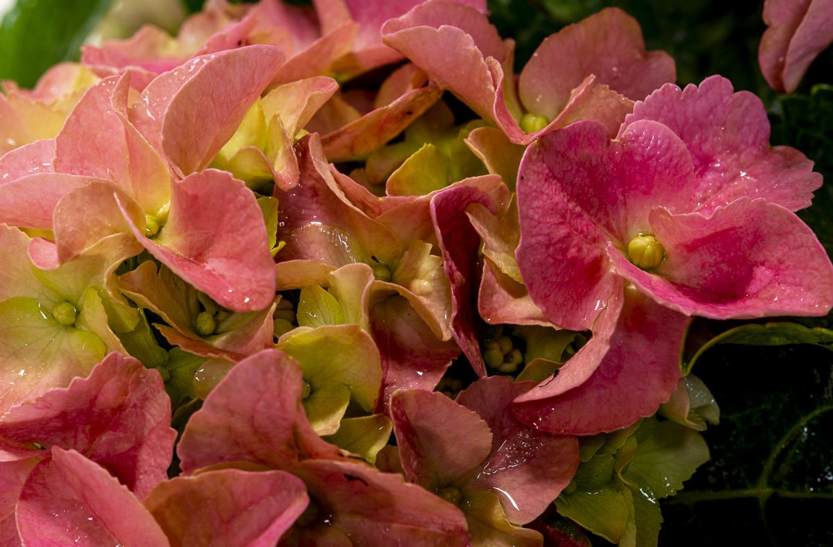 Ballhortensie Early Pink - Hydrangea macrophylla Early Pink günstig kaufen