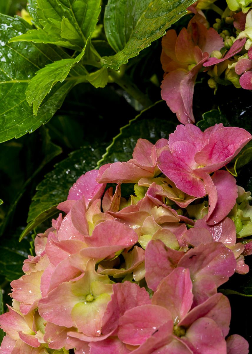 Ballhortensie Early Pink - Hydrangea macrophylla Early Pink günstig kaufen