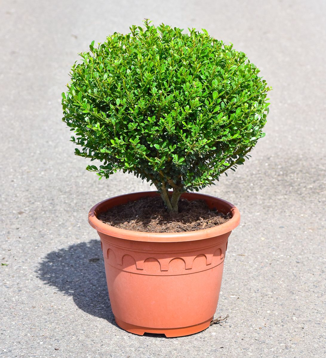 Berg-Ilex Glorie Dwarf ® - Ilex crenata Glorie Dwarf günstig kaufen