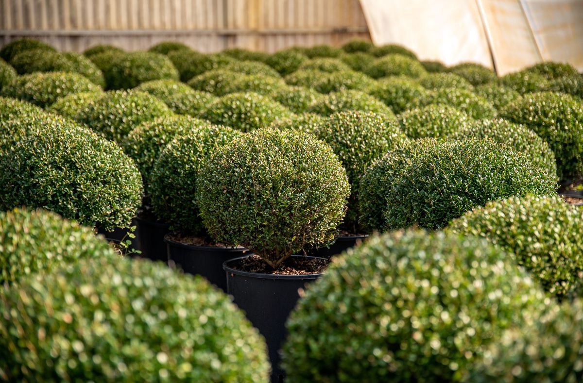 Berg-Ilex Glorie Dwarf ® - Ilex crenata Glorie Dwarf günstig kaufen