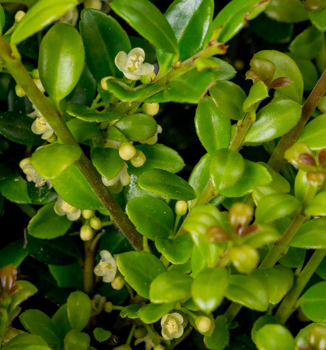 Berg-Ilex Glorie Dwarf ® - Ilex crenata Glorie Dwarf günstig kaufen