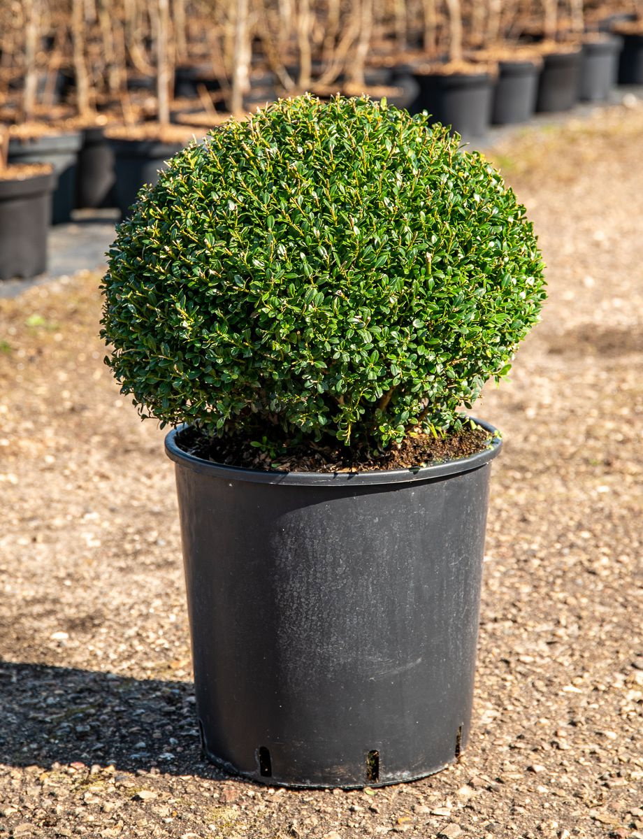 Berg-Ilex Glorie Dwarf ® - Ilex crenata Glorie Dwarf günstig kaufen